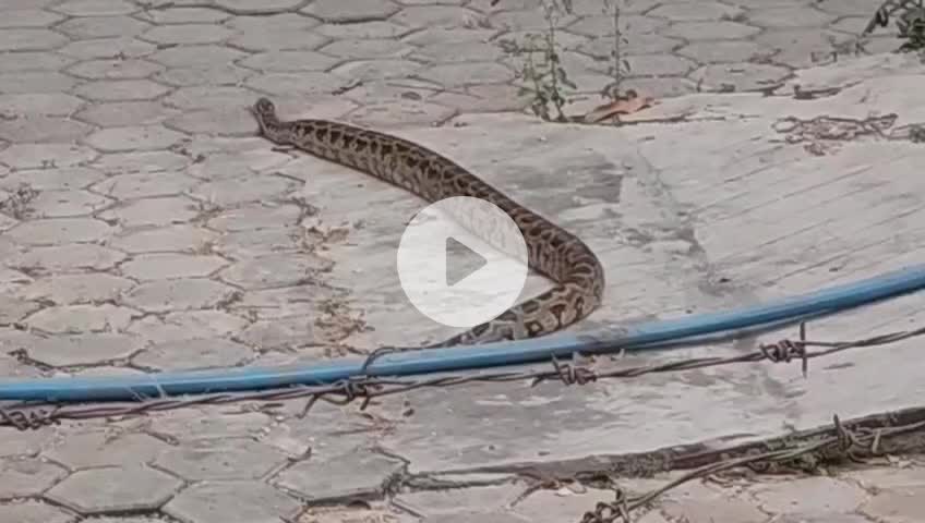 कौंच: BSNL टेलीफोन एक्सचेंज के अंदर निकला 8 फीट लंबा अजगर, कर्मचारियों ...