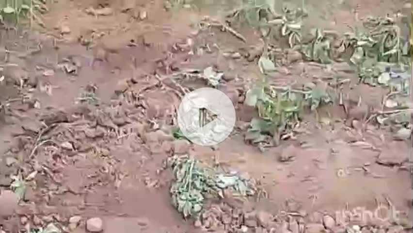 रनियां: जराकेल गांव में जंगली हाथी ने आलू और अन्य सब्जियों को किया ...