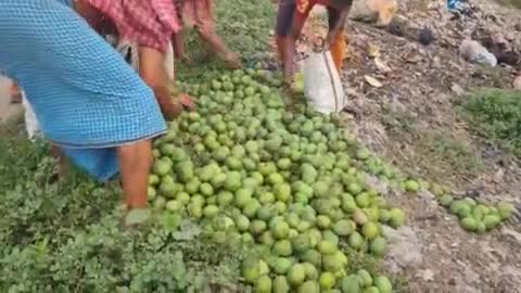 Deganga, North Twenty Four Parganas : দেগঙ্গা: দাম না মেলায় দেগঙ্গায় ...